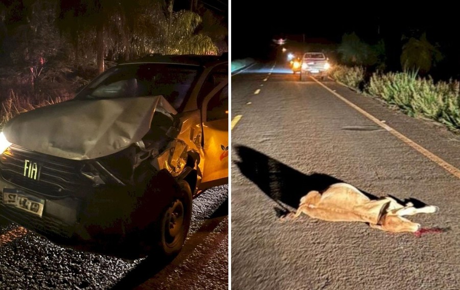 Animais soltos na pista causam acidente grave na MS-274 em Angélica ...